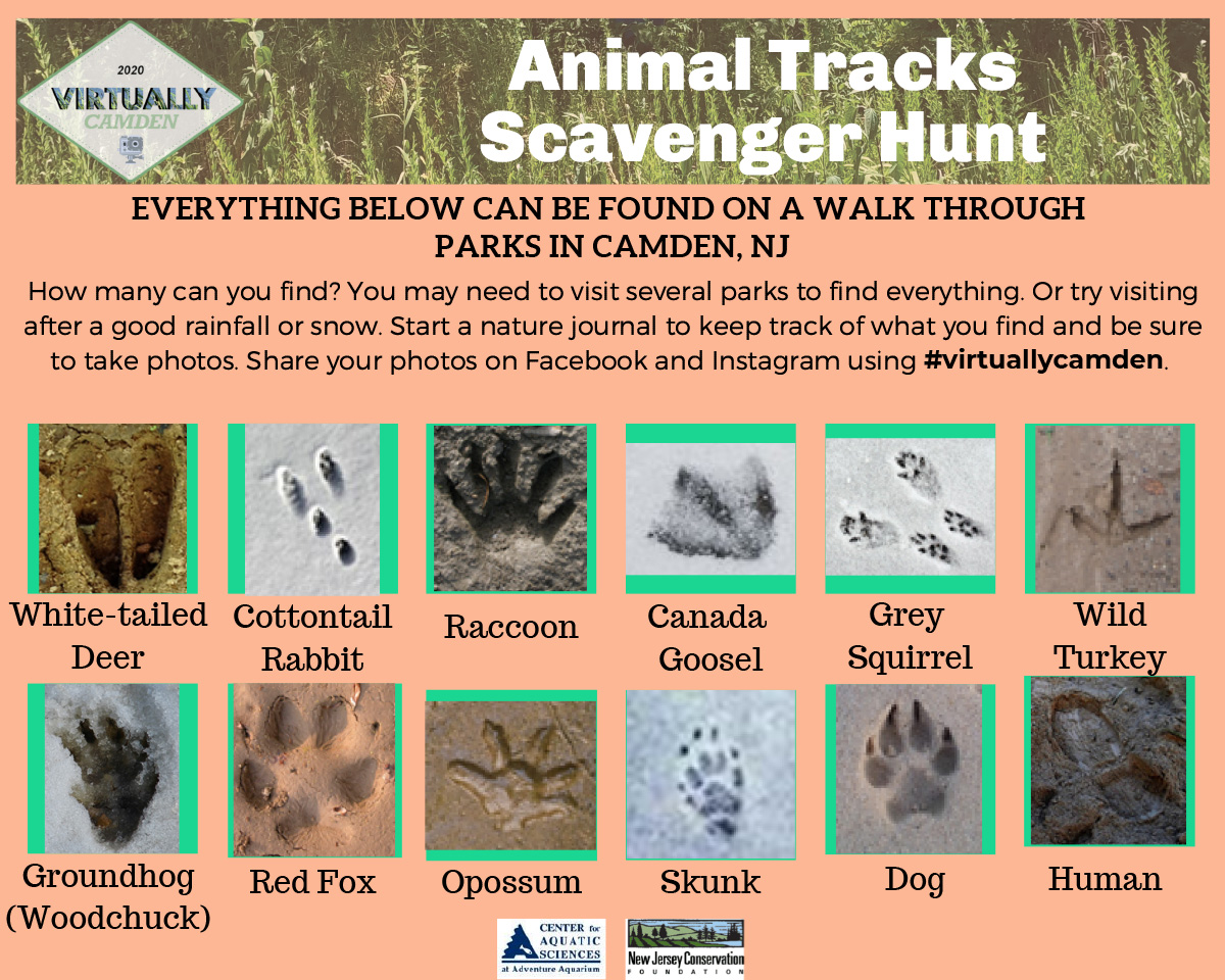 Virtually Camden – Center for Aquatic Sciences