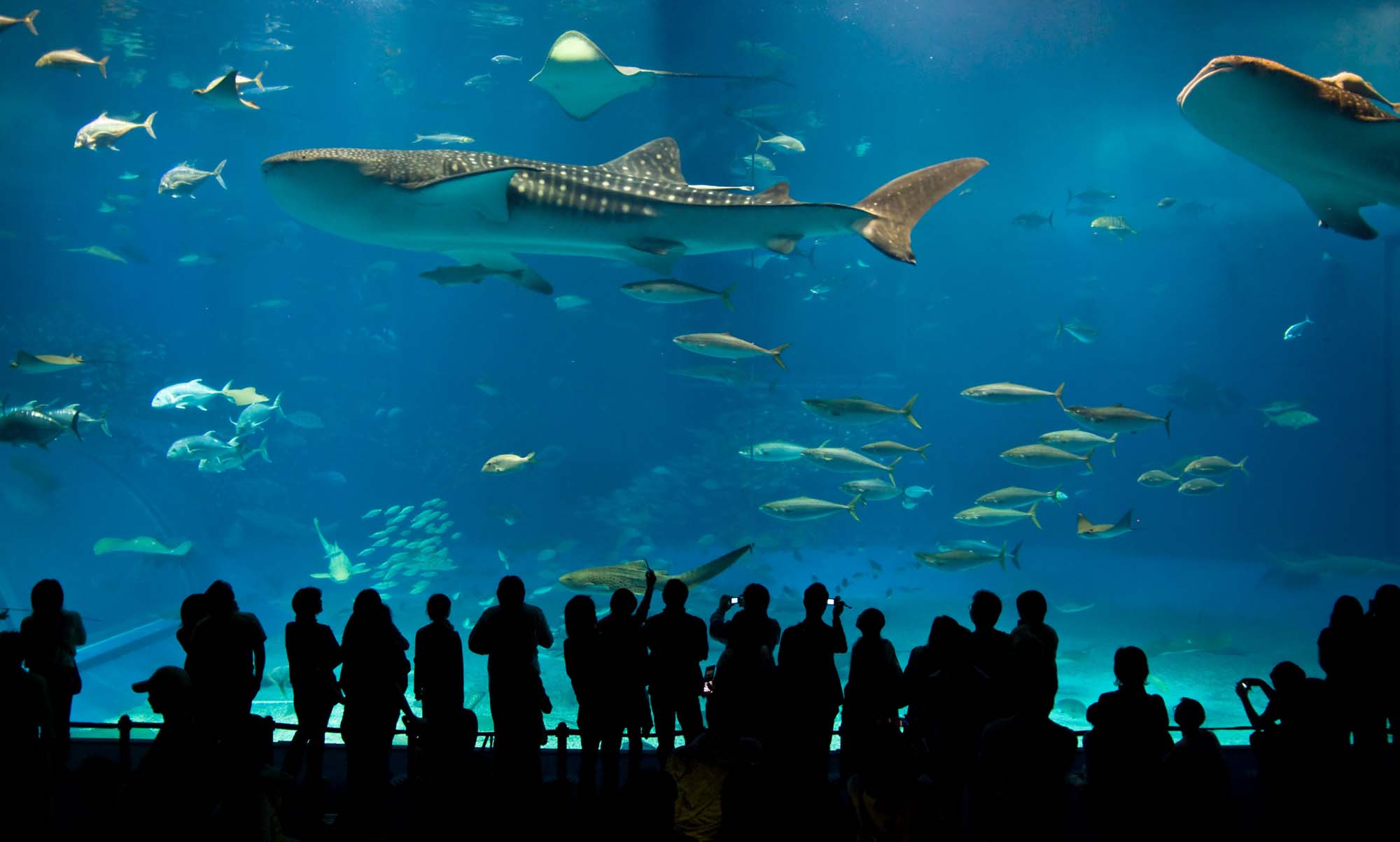 Aquarium – Classes, Labs and Tours – Center for Aquatic Sciences