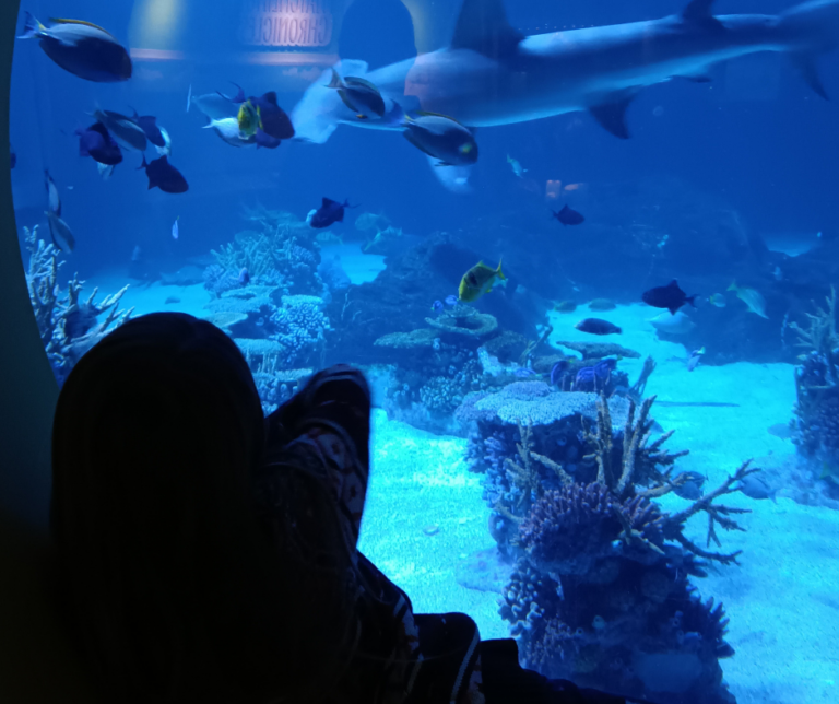 Overnight Programs – Center for Aquatic Sciences